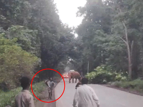 Gariaband Elephant attack Young man killed Raigarh Tamnar range Viral video