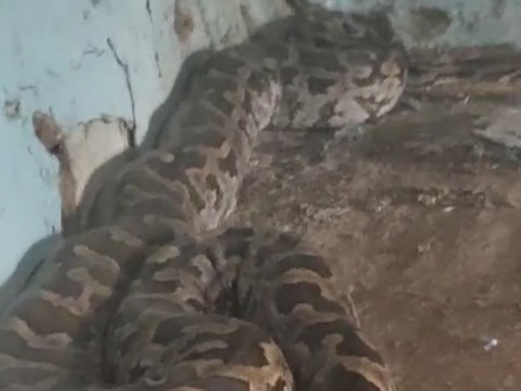 A 13-foot python emerged from a mud hut in Konch. | कोंच में कच्ची ...