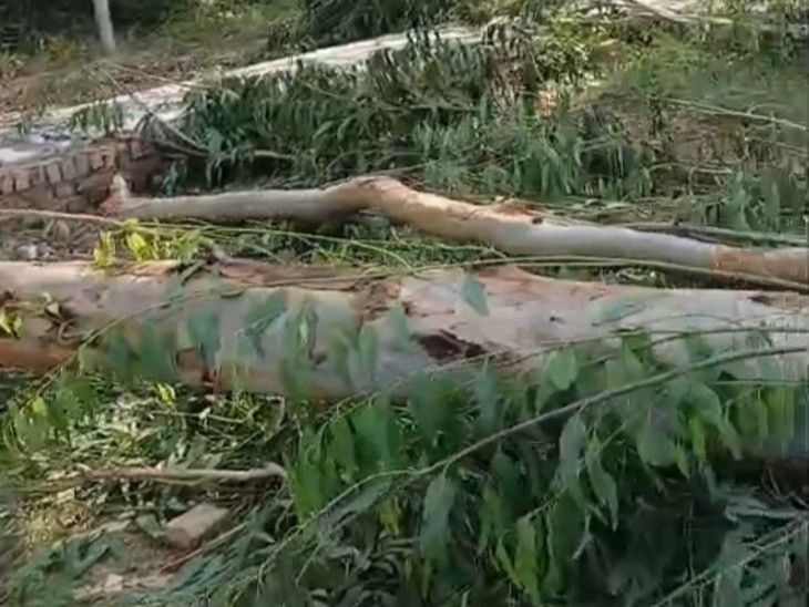 82 green trees were cut in Mathura