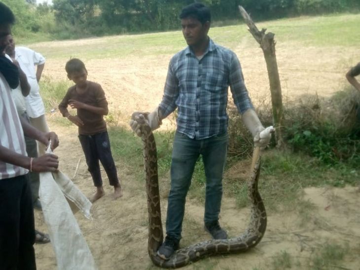 A 90-kg python was found in a millet field.
