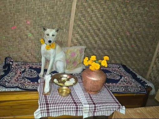 Sikkim Tihar Festival Story; Kukur Gai Bhai Tika | Diwali 2025 | 7 ...