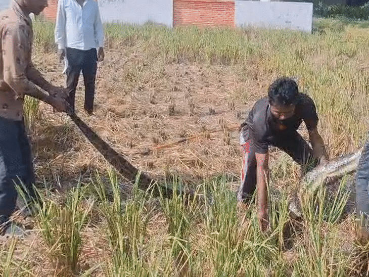 A 15-foot python was spotted in a farmer's field. | लखीमपुर खीरी में 15 ...