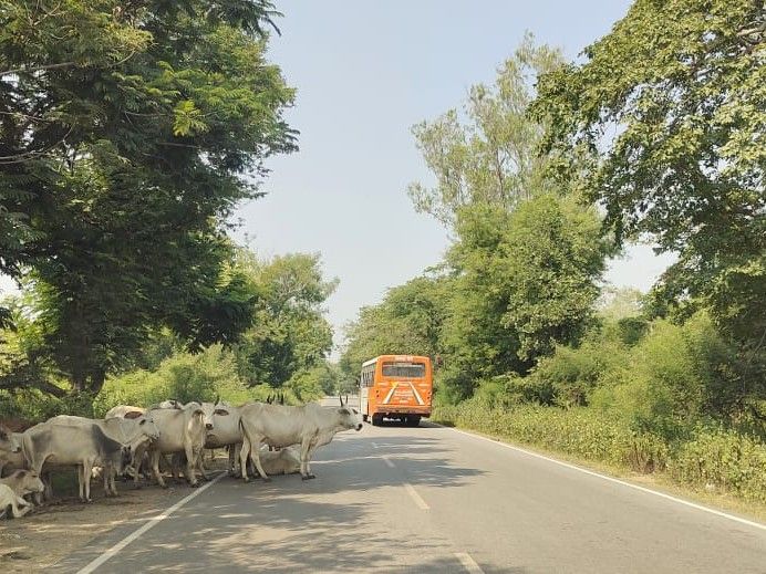 Stray animals roaming the streets are causing accidents. | सड़कों पर ...