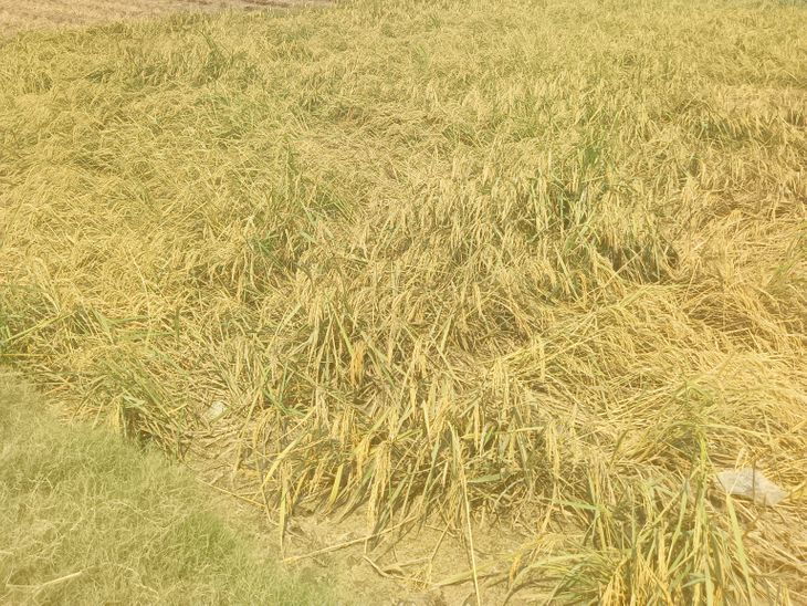 Hundreds of acres of paddy crop destroyed in Jainapur