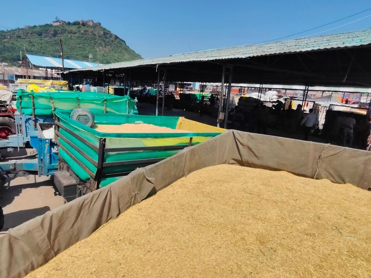 4670 quintals of paddy arrived in Raisen Mandi. | रायसेन मंडी में 4670 ...