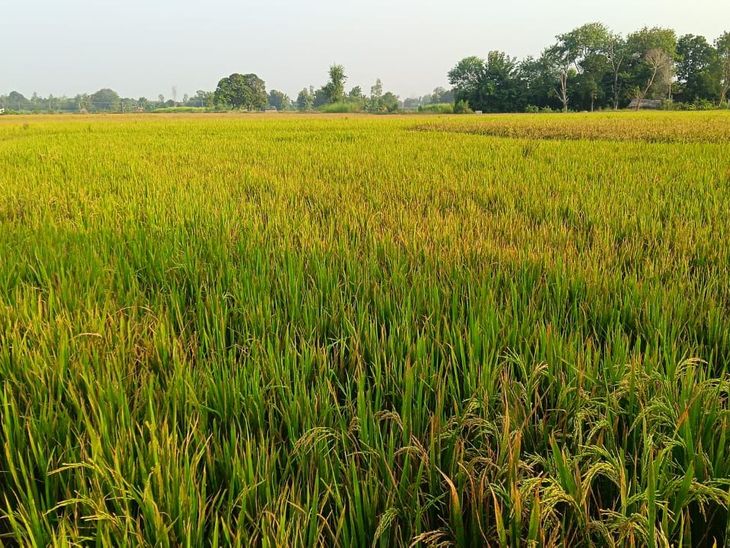 Paddy crop damaged due to lack of rain Dainik Bhaskar Uttar Pradesh