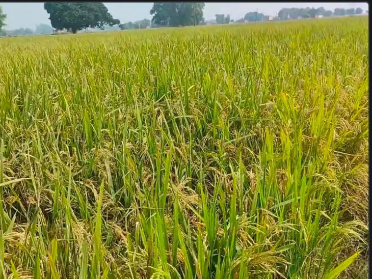 Record yield of paddy from direct sowing in Paniara village | पनियरा ...