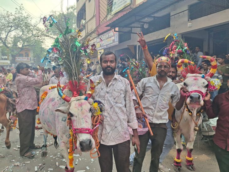 Mali community celebrated cow Gauhari festival in Alirajpur