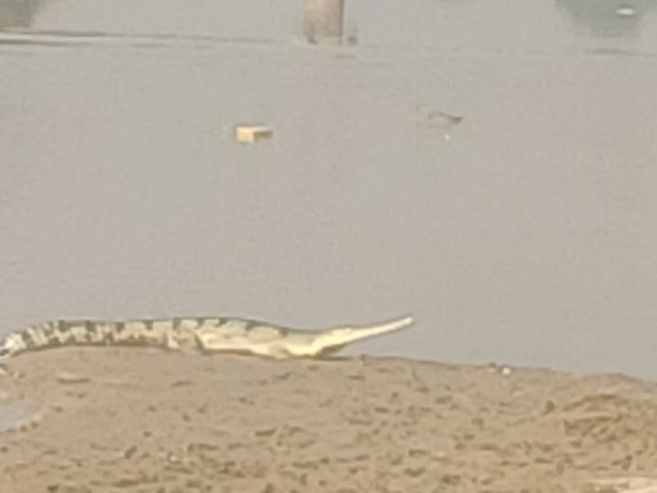 8 feet long crocodile spotted at Gauri Ghat