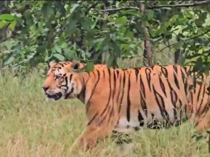 Tiger passes by tourists in Sanjay Tiger Reserve