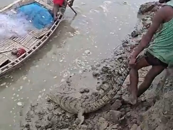 Dead gharial found in Ganga river