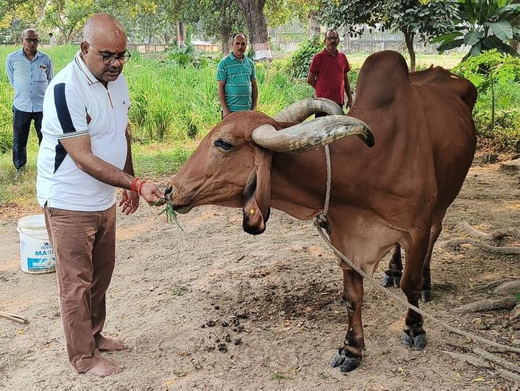 The District Magistrate worshipped cows on the occasion of Govardhan Puja.