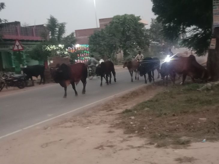 Stray animals cause trouble in Naupedwa market