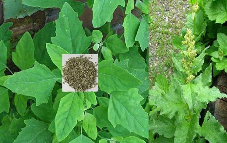 Demand for Bathua vegetable with medicinal properties increased | औषधीय ...