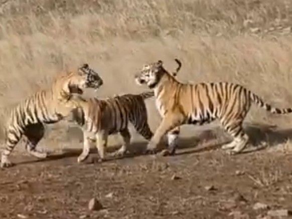 Tigress P-141 spotted with cubs in Panna Tiger Reserve