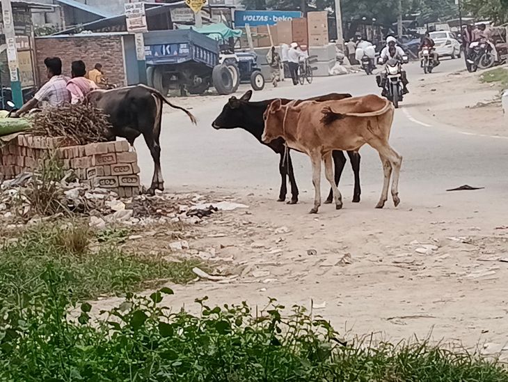 Accidents due to stray animals are increasing in Dhina