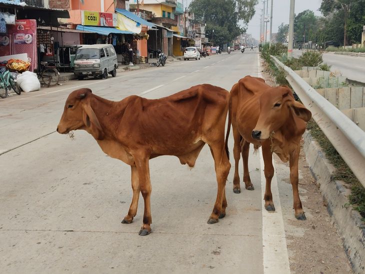 Child injured in Prayagraj after stray animal attack