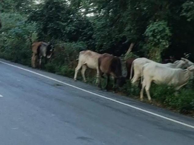 Stray animals cause frequent accidents in Fatehabad