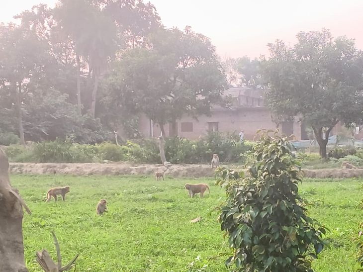 Monkeys continue to cause havoc in Malihabad villages | मलिहाबाद के ...