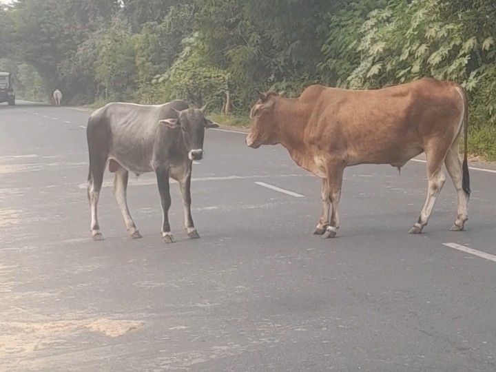 Accidents caused by stray animals on the highway in Agra | आगरा में ...