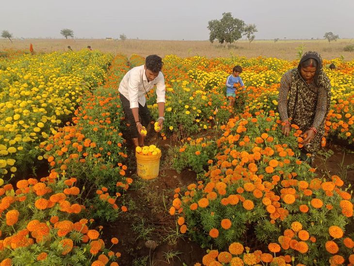 Agro-forestry model: Marigold intercropping increases farmers' income ...
