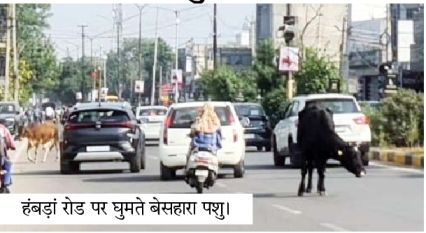 One dead, four injured in accidents caused by stray animals in 6 days ...