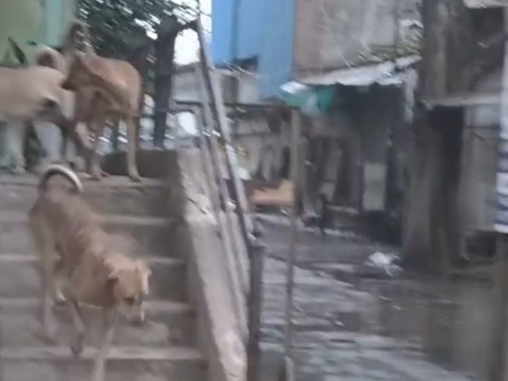 Stray dogs create havoc in Ward 5 of Manawar