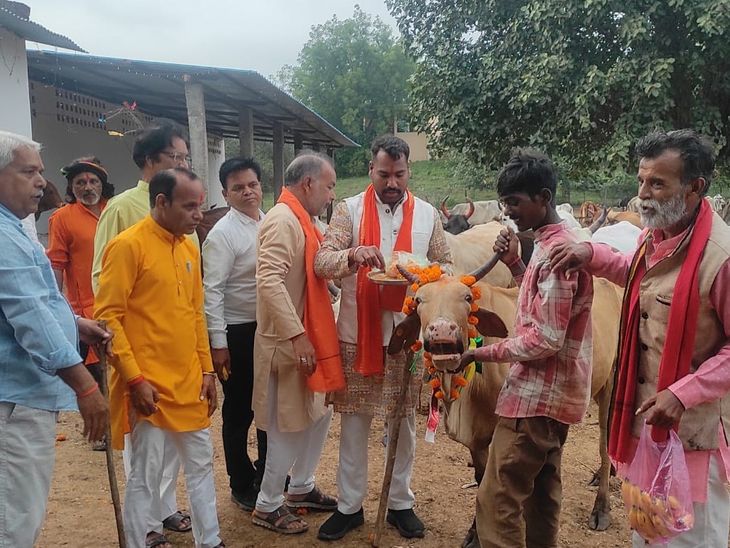 On Gopashtami, cattle were fed jaggery, oil cake, chunni and salt ...