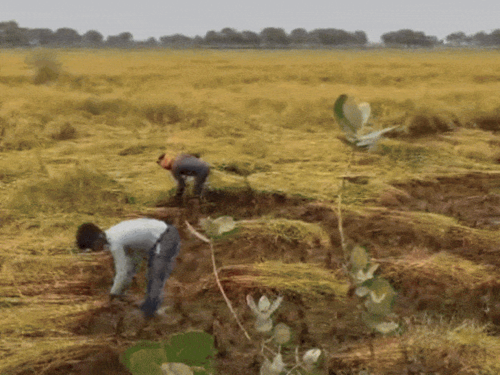Bhind Rainfall Crop Damage; Gohad Paddy Survey Demand | MP News