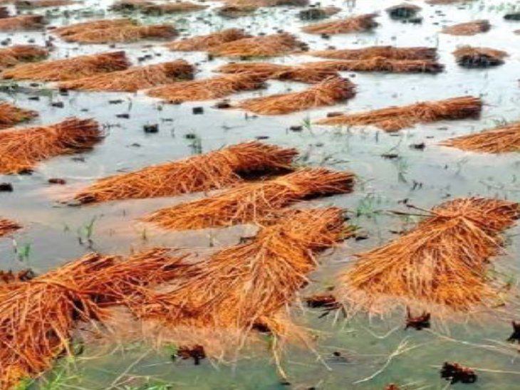Drop by drop wasted... rice floating in the fields
