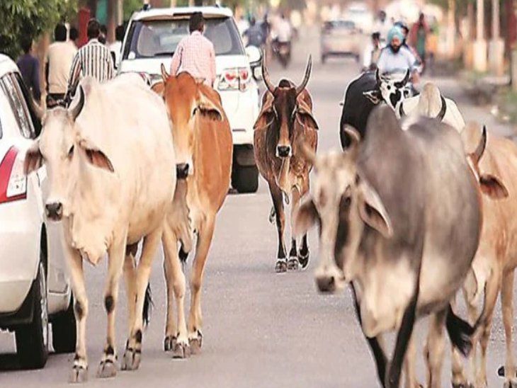 Where stray animals cause accidents, surveillance will be conducted for ...