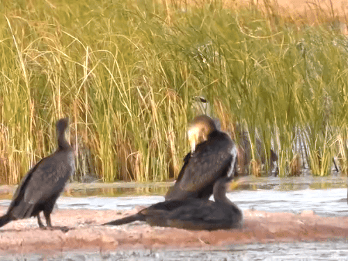 Jaisalmer Great Cormorant Bird Migration Photos | Degray Oran