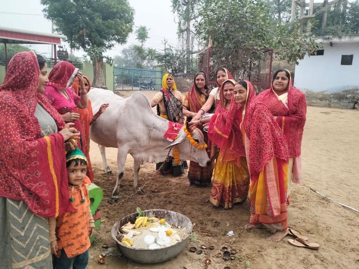 Celebration of Gopashtami festival in Singhana Gaushala | सिंघाना गौ ...