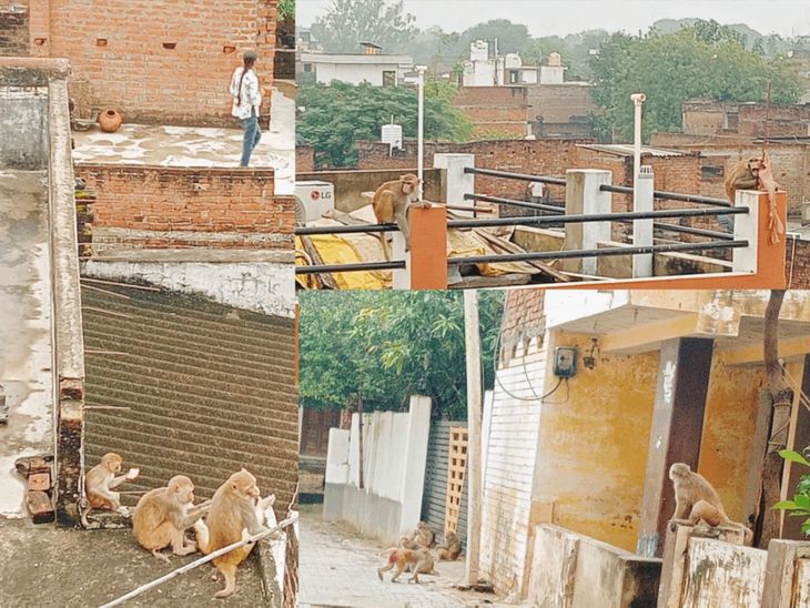 Monkey terror increases in Baburi-Dwak villages