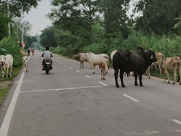 Stray animals create havoc on the National Highway in Dodwa