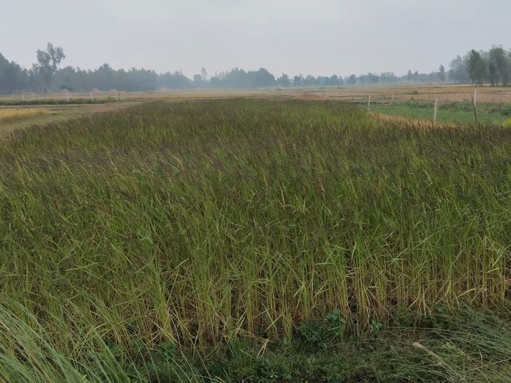 Cultivation of black salt paddy is becoming extinct | काला नमक धान की ...