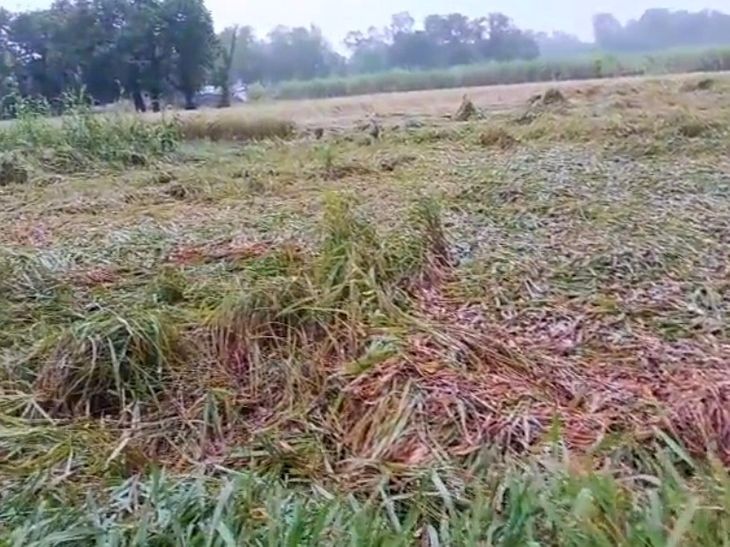 Paddy crops submerged in the fields