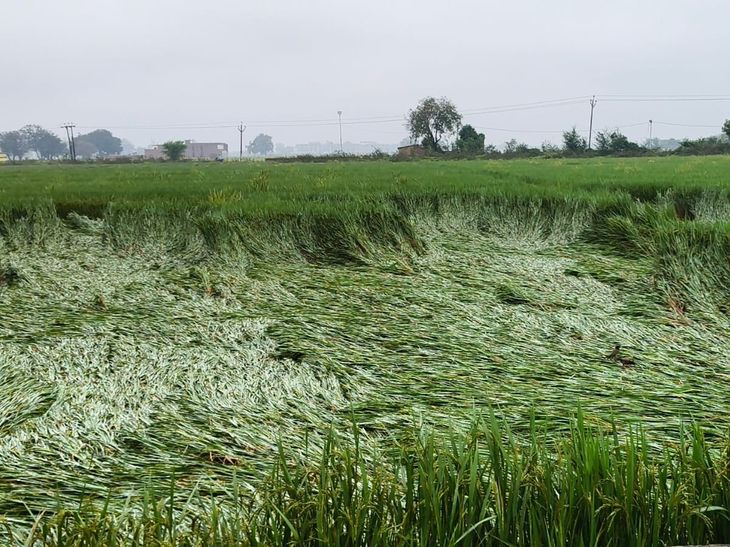 Paddy crop destroyed in Baburi of Chandauli