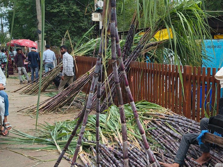 Markets are bustling with activity on Dev Uthani Gyaras, sugarcane is ...