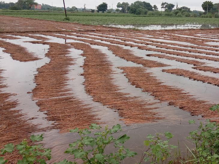Paddy crops destroyed due to unseasonal rains