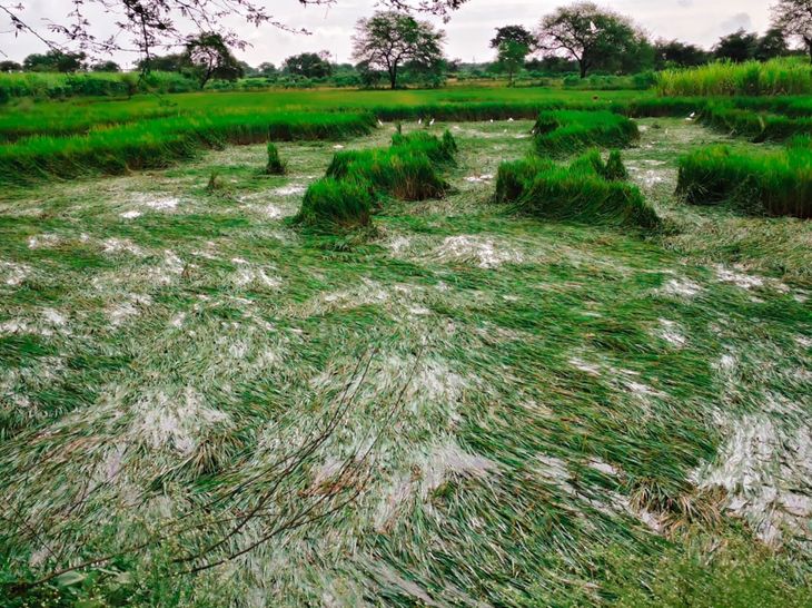 Heavy rain turned fields into ponds, and wind blew down paddy crops and ...