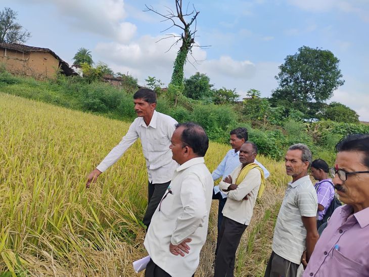 Survey begins in Balaghat for crops damaged by excessive rainfall and ...