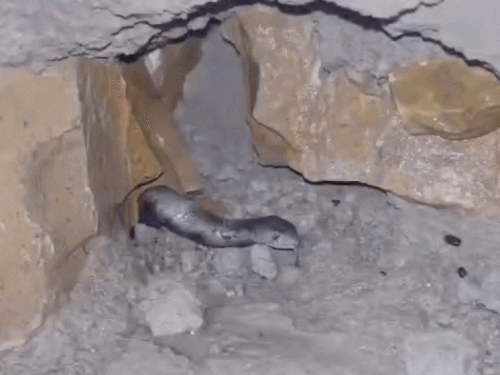 Rescued a poisonous snake by breaking the wall