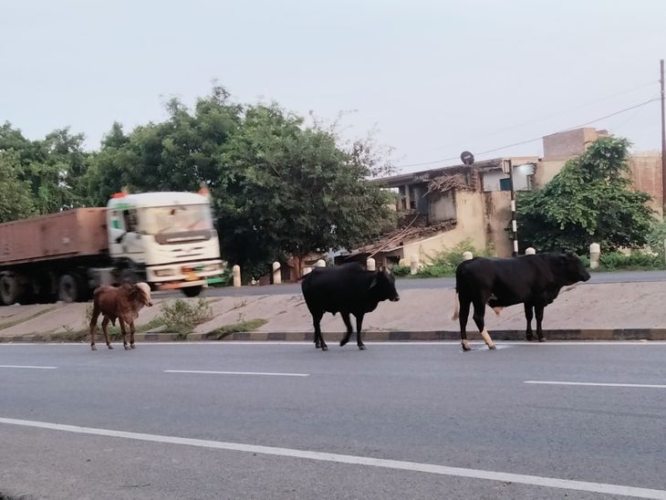 Stray animals cause increased accidents