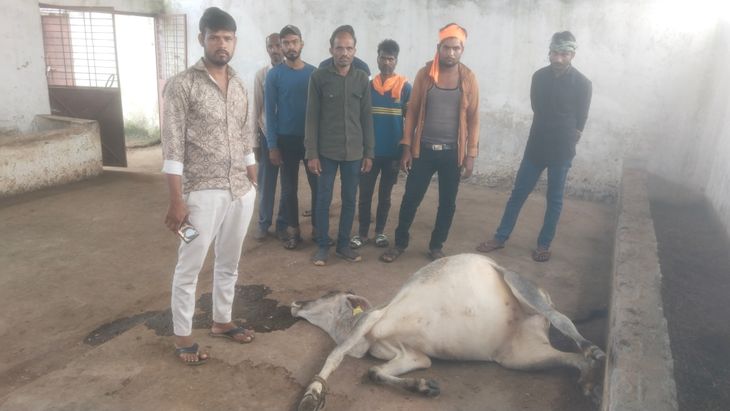 The operator of Kudana Gaushala said – more than half of the grazing land is occupied | कुड़ाना ...