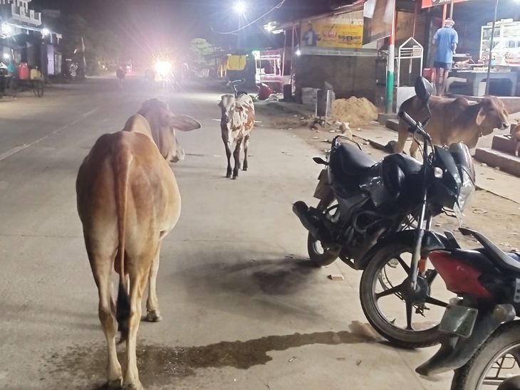 Accidents due to stray animals are increasing in Bhadaura.