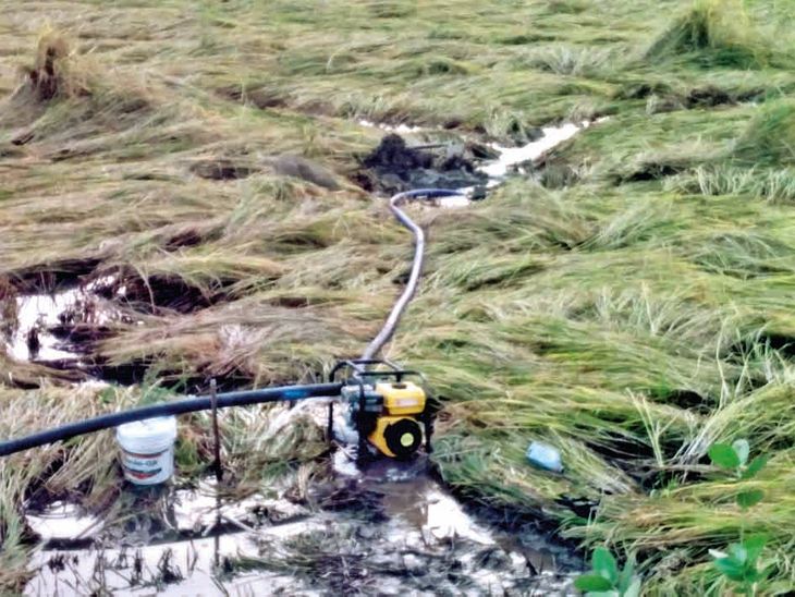 Rain submerged paddy stalks in fields, demand for extension of ...
