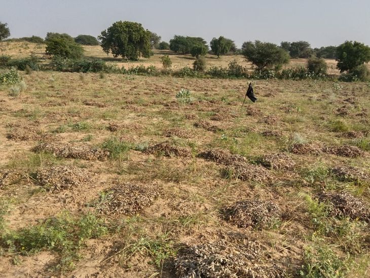 Hundreds of farmers of Chhatar Singh village were deprived of peanut ...