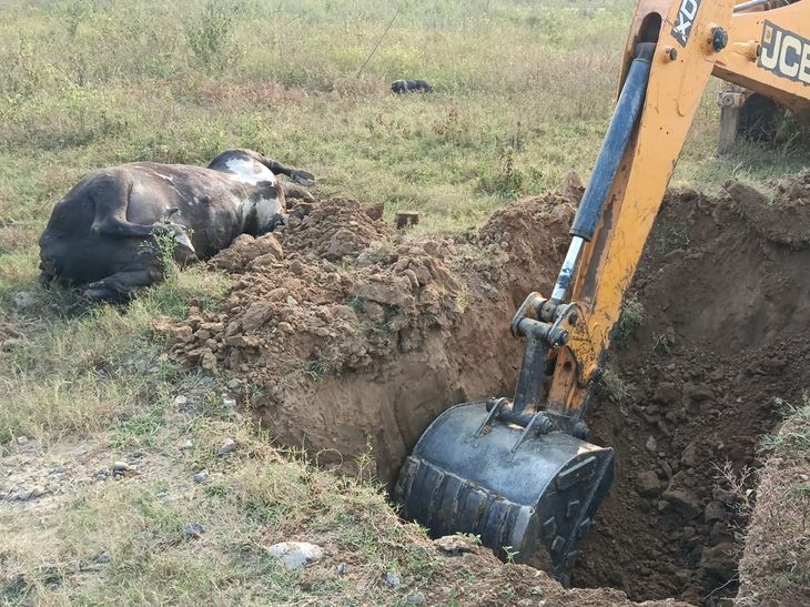 Funeral of dead cow in Bhaguwala, Bijnor