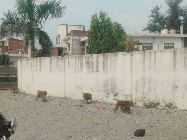 Monkey terror in Baburi-Dwak | बबुरी-डवक में बंदरों का आतंक: ग्रामीणों ...